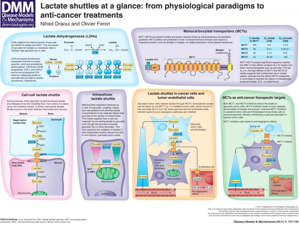 Lactate... The Math, The Myth, The Legend • truPhys