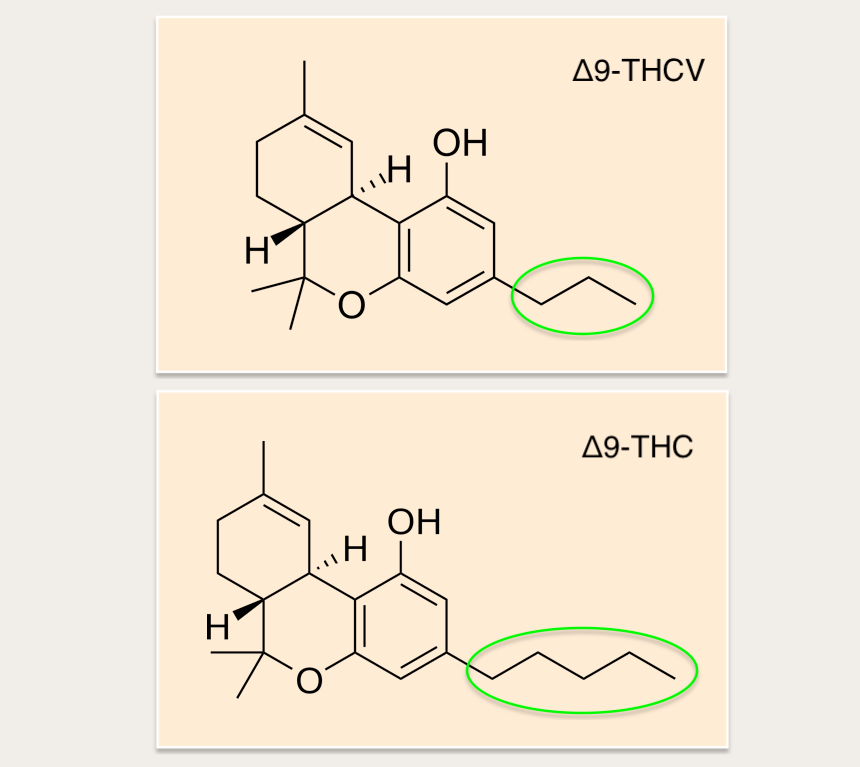 The Therapeutic Value Of THCV TruPhys The Therapeutic Value Of THCV TruPhys